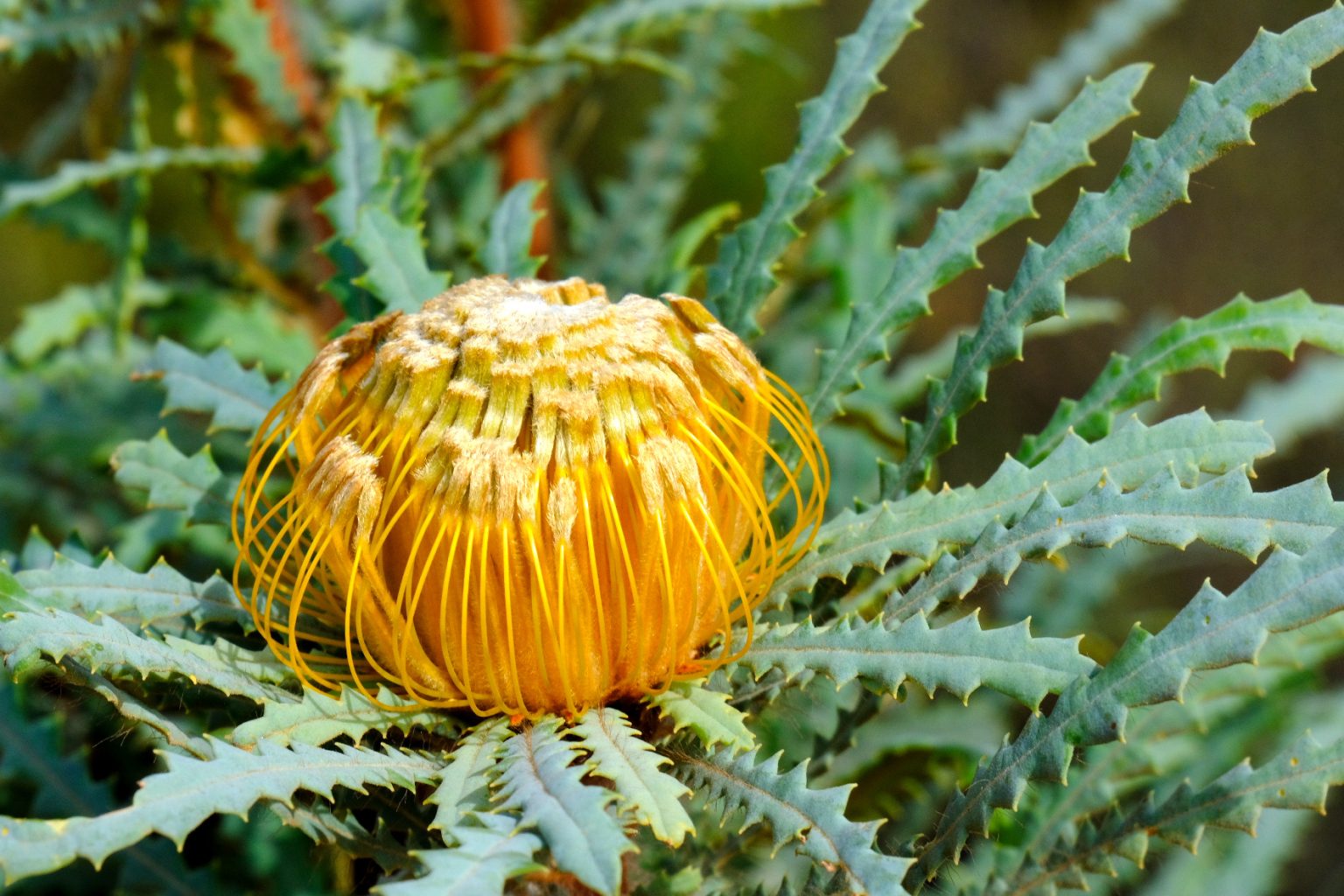 Dryandra: WA's newest National Park - Pelusey Photography